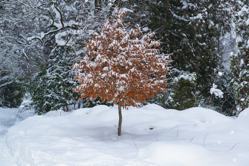 Magic Tree in the Winter Park Stock Photo - Image of magic, cold: 261276618