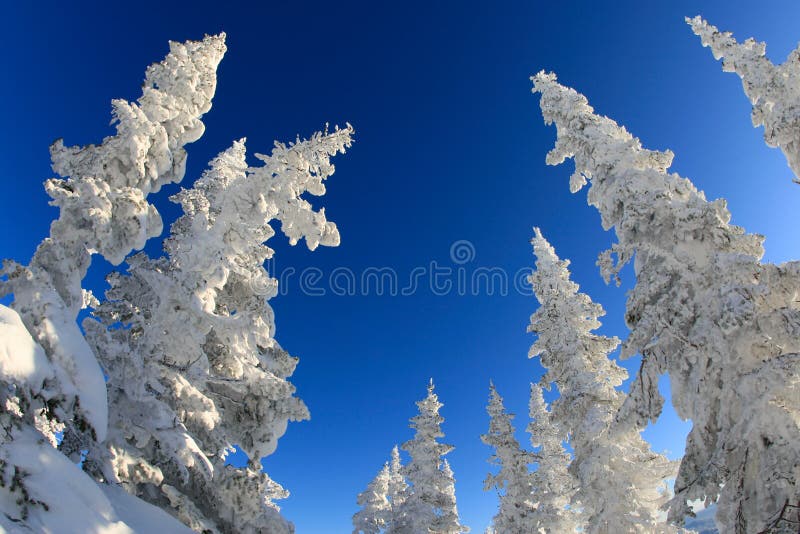Magic trees stock image. Image of nature, outside, freeze - 12331513