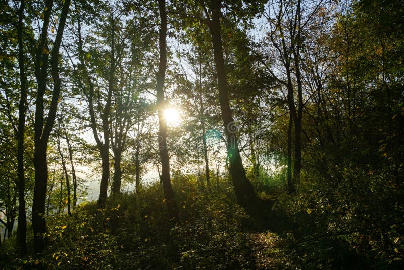 Magic Trees and Long Shadows in the Forest during Sunrise or Sunset ...