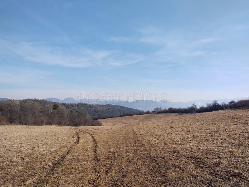 Magic Trees and Paths in the Forest. Stock Image - Image of bare, path ...