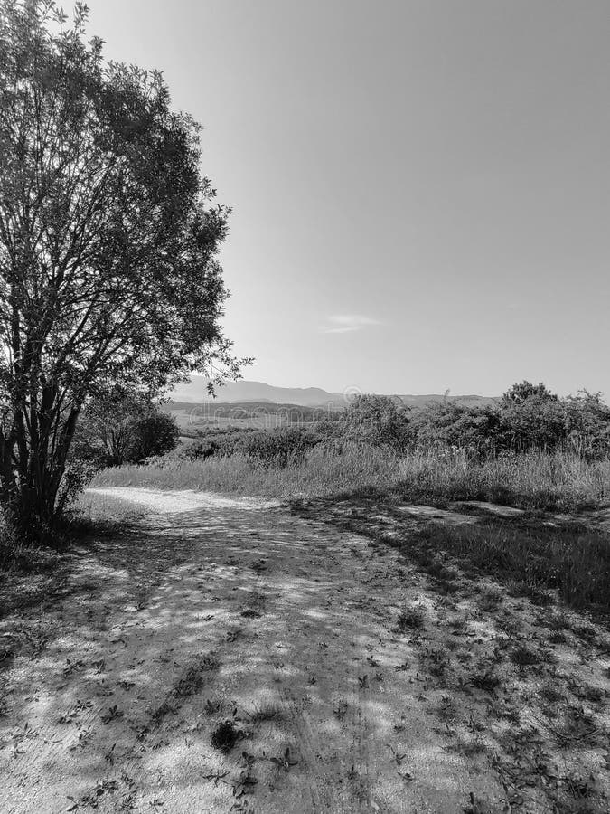 Magic Trees and Paths in the Forest. Stock Photo - Image of curve ...