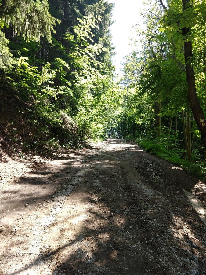 Magic Trees and Paths in the Forest and Meadow. Stock Image - Image of ...
