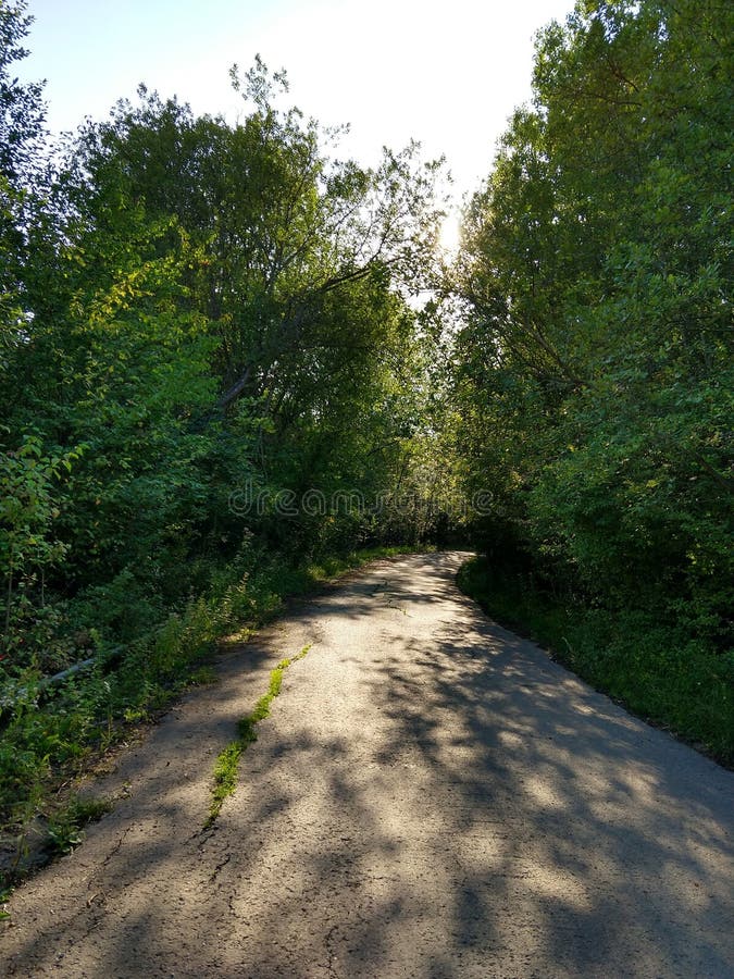 Magic Trees and Paths in the Forest and Meadow. Stock Photo - Image of ...