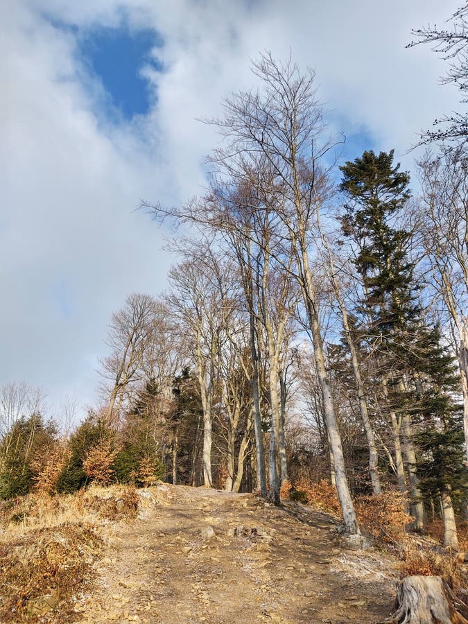 Magic Trees and Paths in the Forest. Stock Image - Image of night, path ...