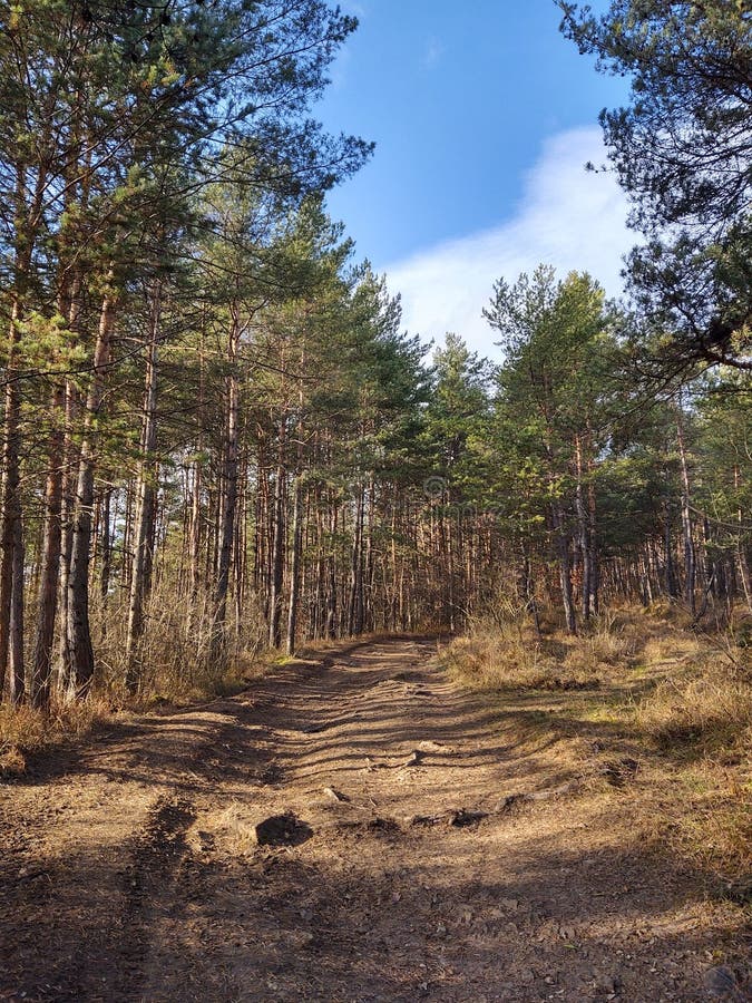 Magic Trees and Paths in the Forest. Stock Image - Image of hill, park ...