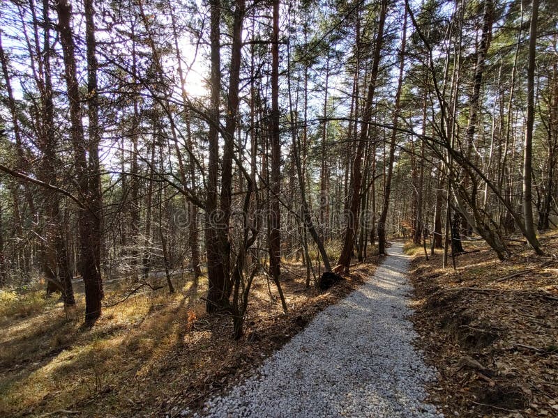 Magic Trees and Paths in the Forest. Stock Photo - Image of fantasy ...