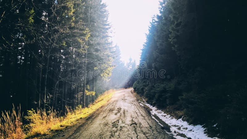 Magic Trees and Paths in the Forest. Stock Image - Image of cloud ...