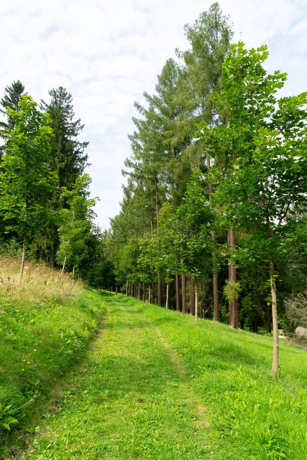 Magic Trees and Paths in the Forest and Meadow. Stock Photo - Image of ...