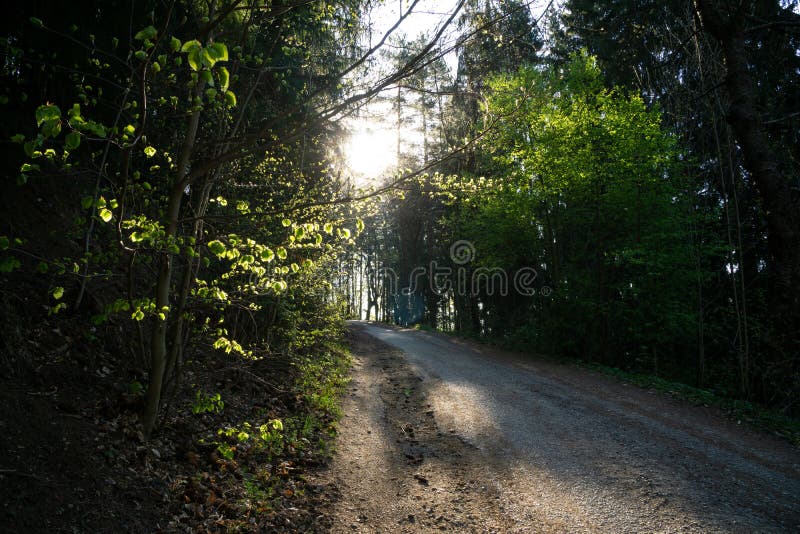 Magic Trees and Paths in the Forest during Sunny Day. Stock Photo ...