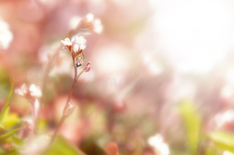 Magic wild flowers stock image. Image of floral, cream - 30908575