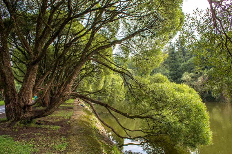 Magic Willows in the Summer Evening Editorial Photo - Image of pond ...