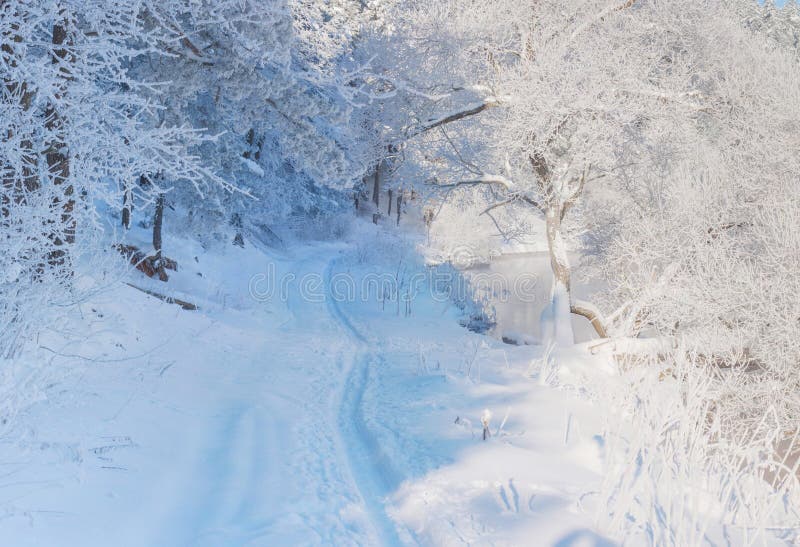 Magic winter forest stock photo. Image of snow, sunrise - 63854852