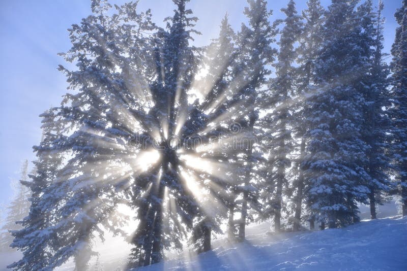 Magic winter forest stock photo. Image of morning, glow - 84690394
