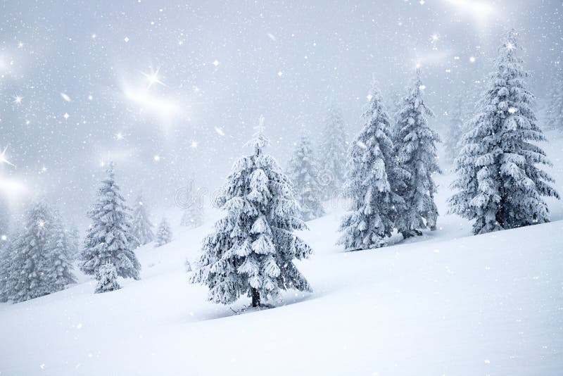 Magic Winter Landscape with Snowy Fir Trees Stock Image - Image of hoar ...