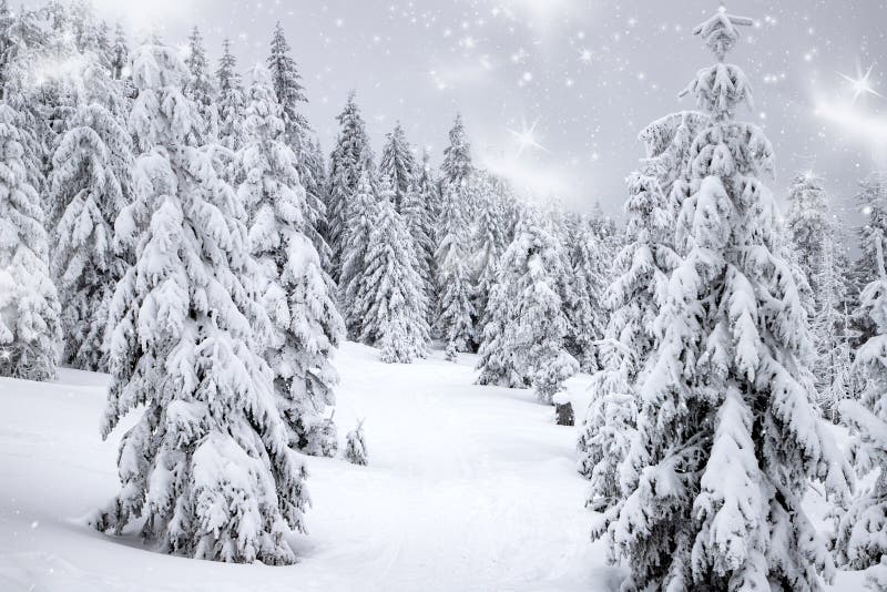 Magic Winter Landscape with Snowy Fir Trees Stock Image - Image of ...