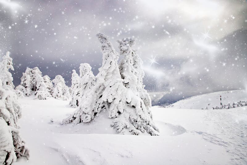 Magic Winter Landscape with Snowy Fir Trees Stock Image - Image of ...