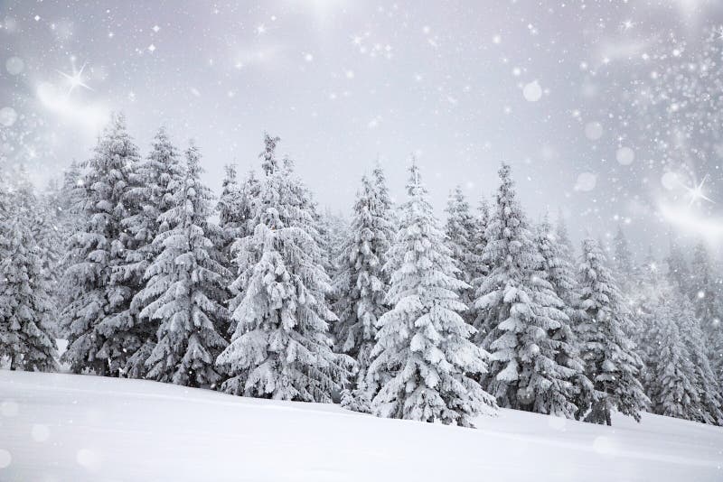 Magic Winter Landscape with Snowy Fir Trees Stock Photo - Image of wood ...