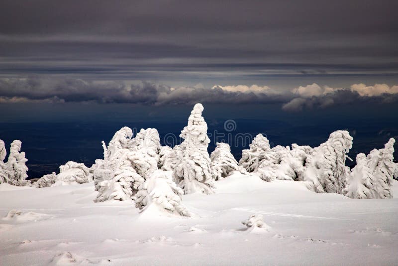 Magic Winter Landscape with Snowy Fir Trees Stock Image - Image of ...
