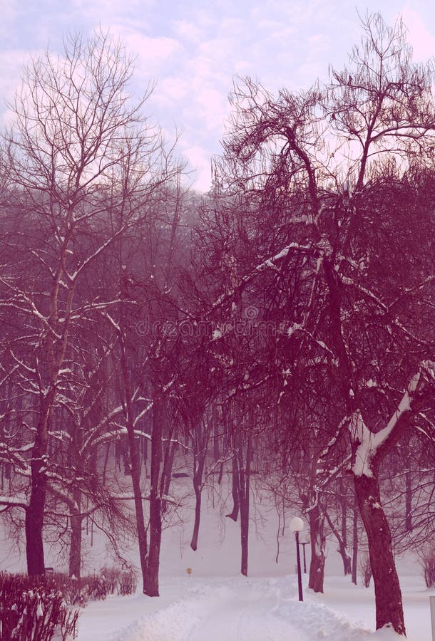 Magic winter pink stock photo. Image of tree, branch - 65761944