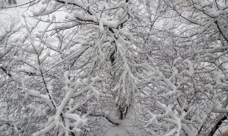 Magic winter stock photo. Image of snow, wonderful, beautiful - 108866830