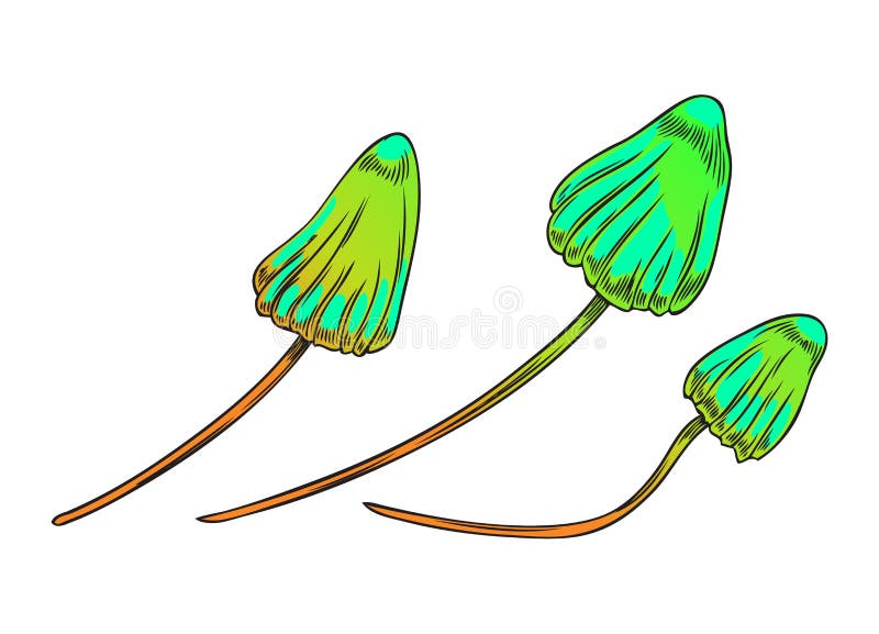 Magic Witchcraft Mushrooms or Toadstools Cartoon Vector Illustration ...