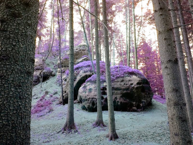 Magic Woods with Big Stone Coloured Trees Woods Leafs Nature Grass ...