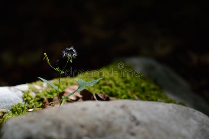Magic in the Woods, Small Fluffy Flower in the Wild Stock Photo - Image ...