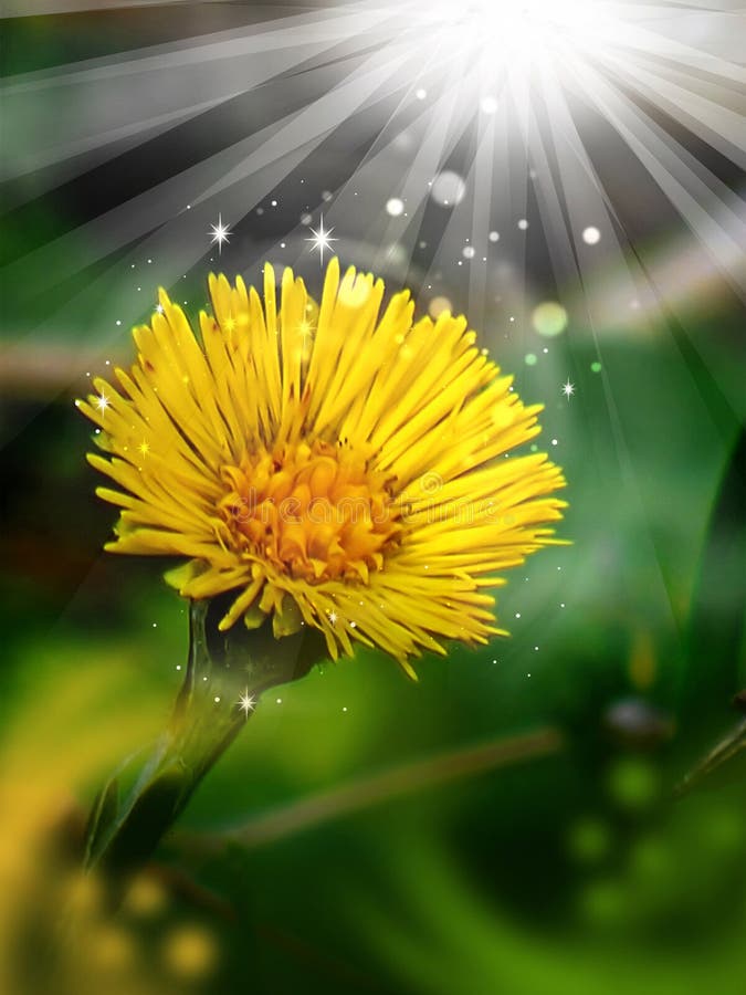 Magic yellow flower stock image. Image of shiny, stars - 39279307
