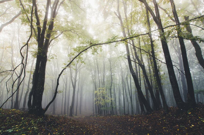 Magical autumn forest stock photo. Image of backdrop - 79304948