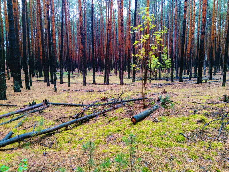 Magical Autumn Forest in the Kiev Region Stock Photo - Image of biome ...