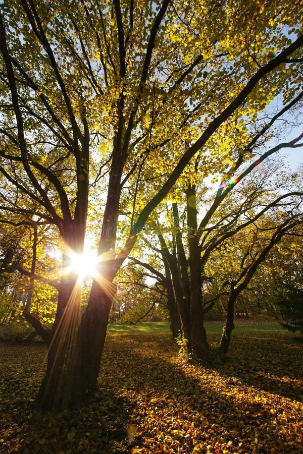 Magical autumn forest stock image. Image of woods, autumn - 105016595