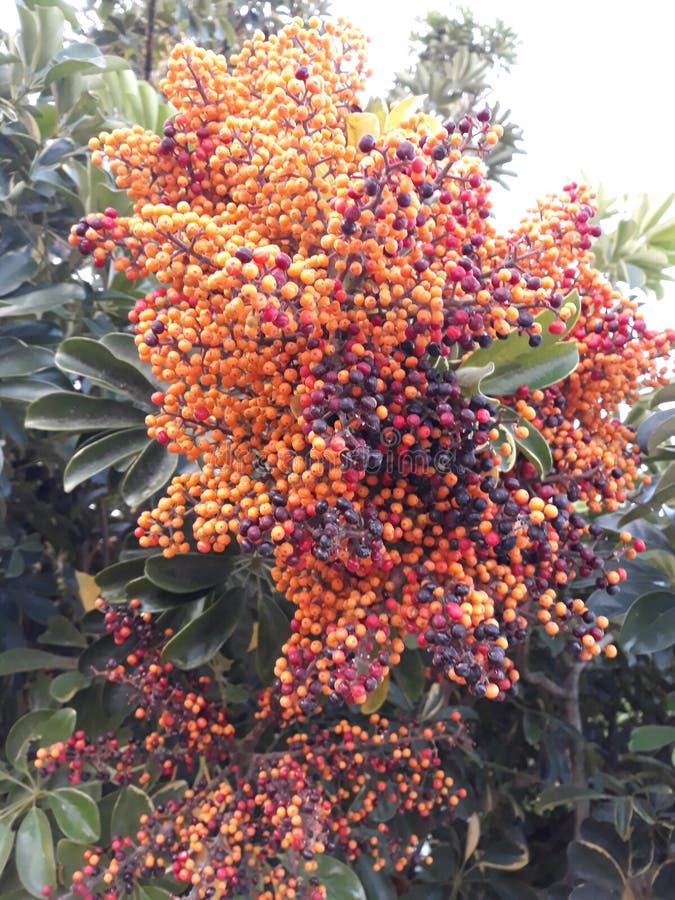 Beautiful and Delicate Flowers Stock Photo - Image of nature, flowers ...