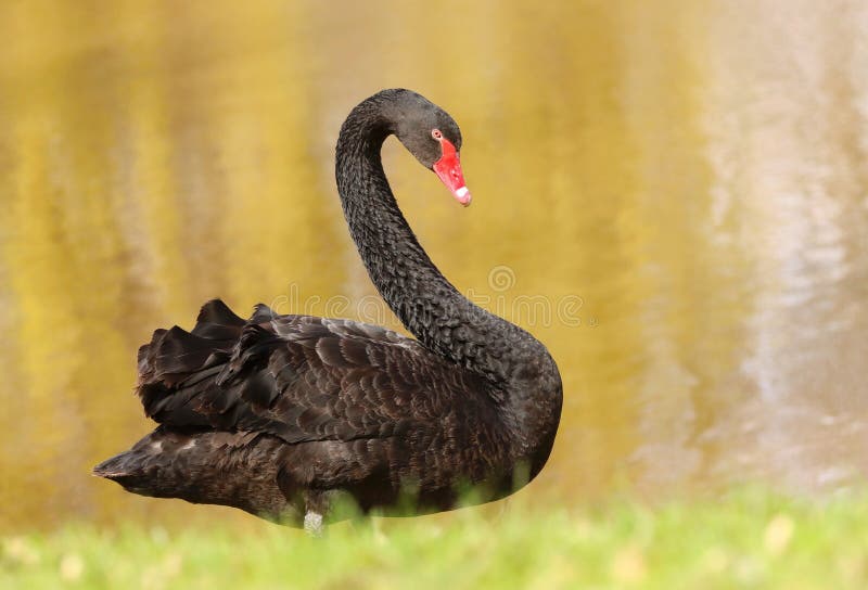 Magical Black Swan on Spring Pond Stock Photo - Image of lady, birding ...