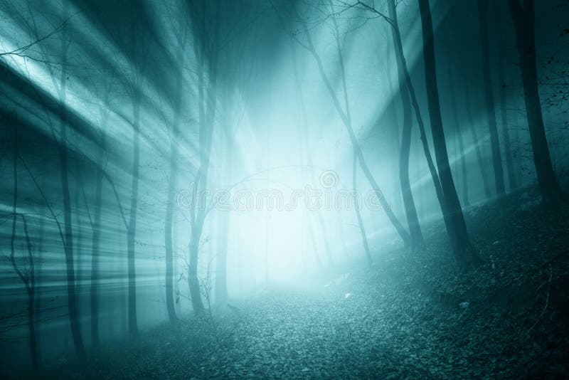 Magical Blue Color Sun Rays in Foggy Forest Stock Photo - Image of ...
