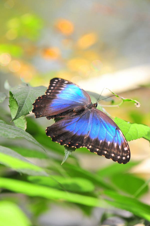 Magical Blue Morpho Butterfly - Wings Opened Stock Photo - Image of ...