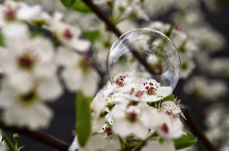 Magical Bubble Placed on Delicate Flowers Stock Image - Image of ...