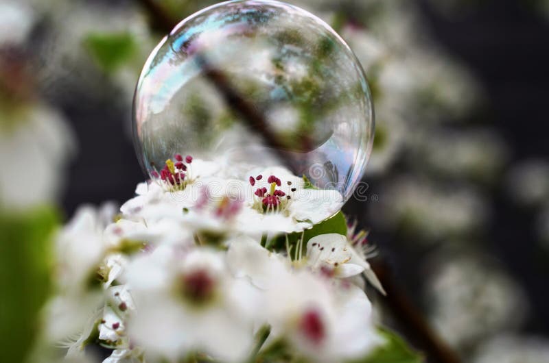 Magical Bubble Resting on Delicate Flowers Stock Photo - Image of clear ...