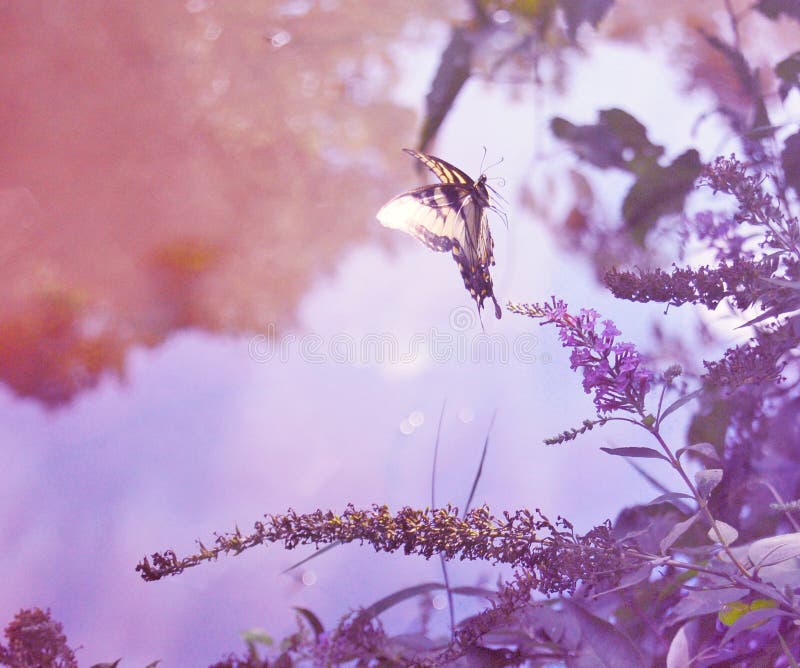 Magical Butterfly, Flowers, and Water Reflection Stock Image - Image of ...
