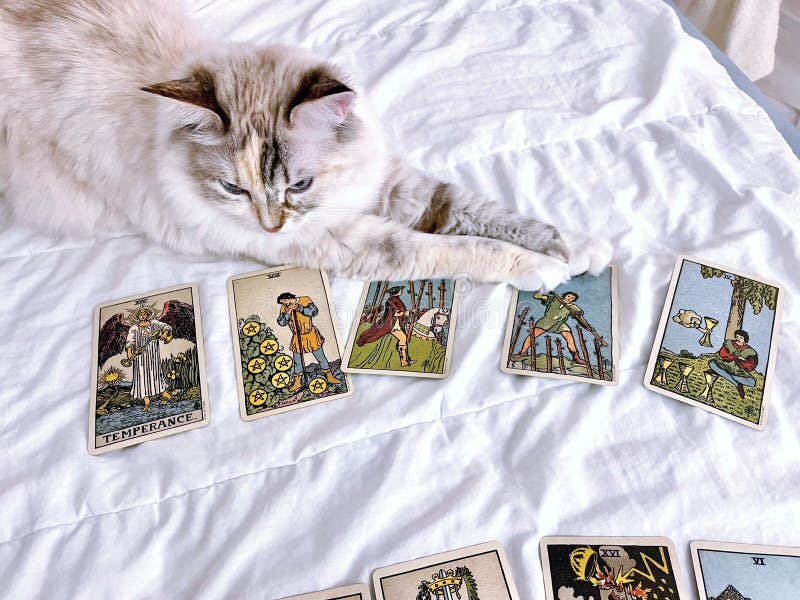 Magical cat and tarot editorial stock photo. Image of harmony - 320493603