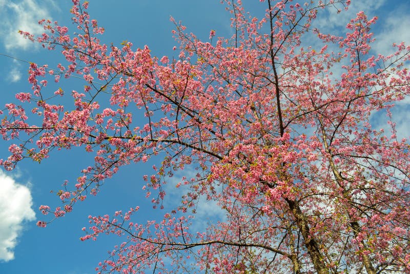 The Magical Cherry Blossom Tree in Himalyan Mountain of Kalimpong Stock ...