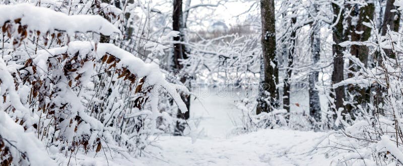 Picturesque Corner of the Forest with Yellow Trees in the Sun Light ...