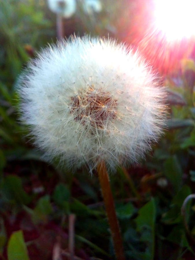 Magical dandelion stock photo. Image of evening, flowers - 215534812