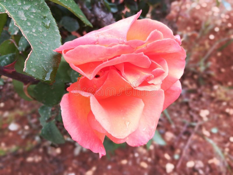 Magical flower stock image. Image of morning, magical - 124117105