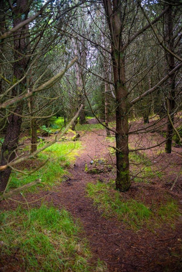 Magical Forest at Faroe Islands Stock Photo - Image of background ... Magical Forest at Faroe Islands Stock Photo - Image of background ...