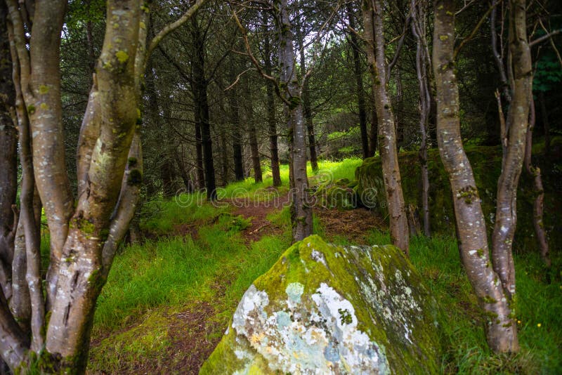 Magical Forest at Faroe Islands Stock Photo - Image of background ... Magical Forest at Faroe Islands Stock Photo - Image of background ...