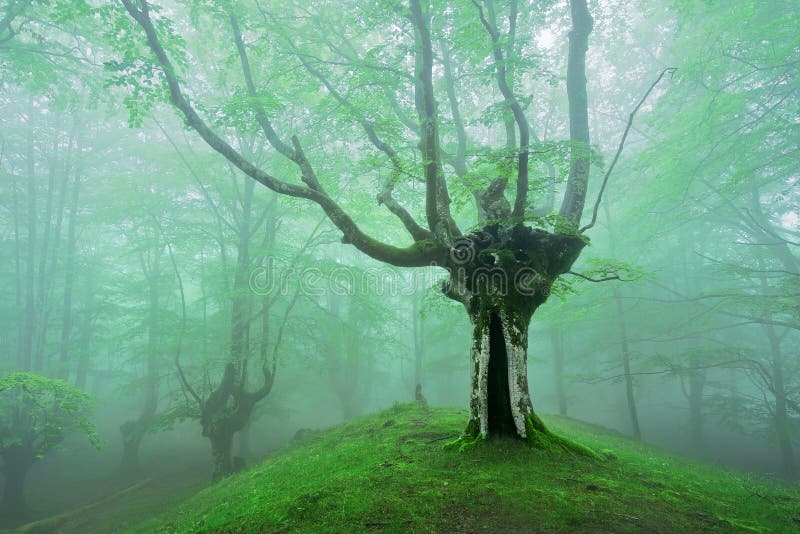 Magical Forest with Fog in Spring Stock Photo - Image of hazy, spring ...