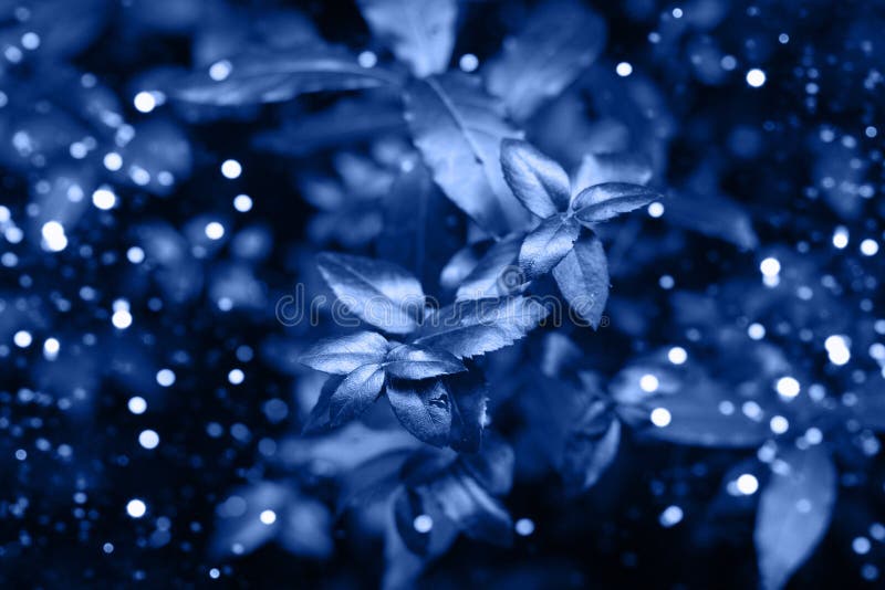 Magical Forest. Green Leaves with Lights Stock Image - Image of ...