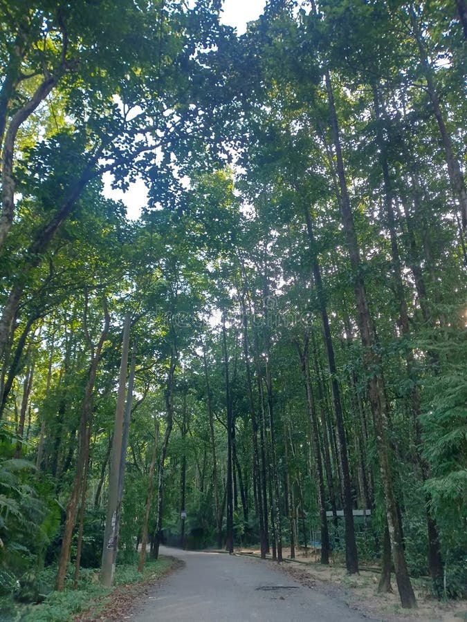 Sunlight Streaming through Dense Forest Canopy Along Peaceful Walking ...