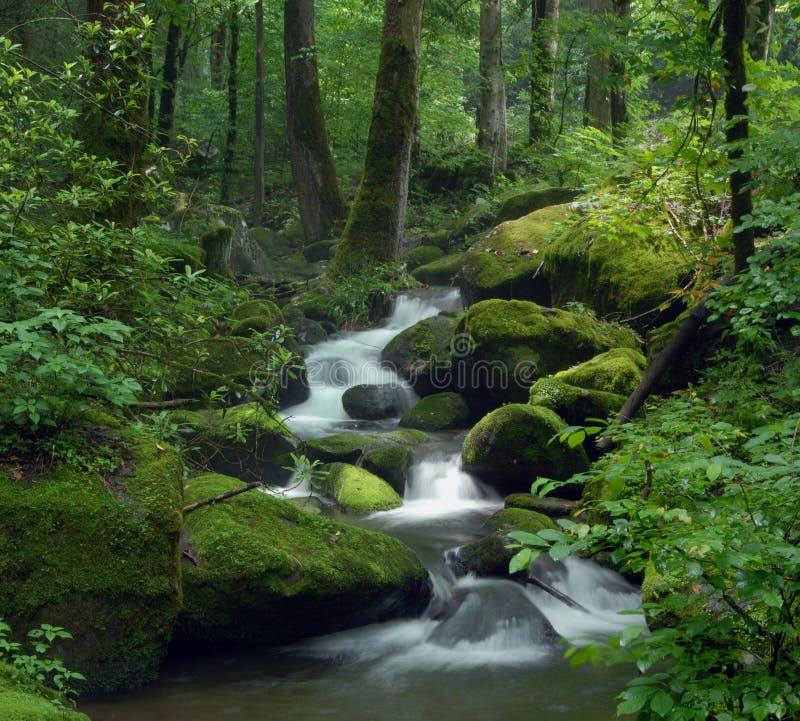 Magical Forest Stream in Smoky Mountains National Park Stock Photo ...