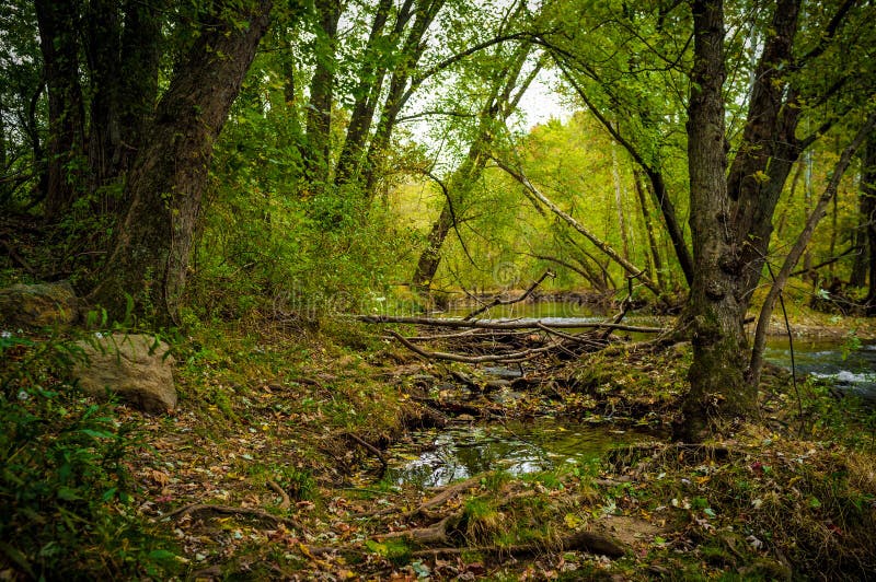 Magical Forest Swamp stock image. Image of arch, marsh - 198881245